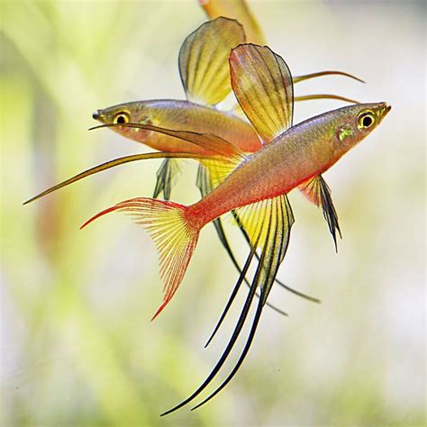 Threadfin Rainbow Balloon Iriatherina Werneri Tropical Marine Aquatic