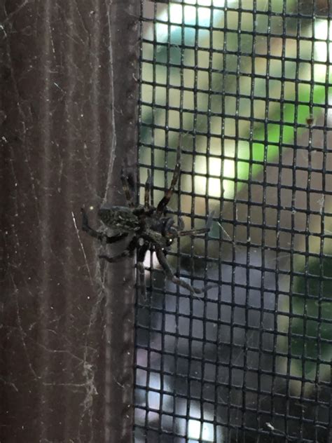 Can Someone Please Id This For Me Sydney Australia Rspiders