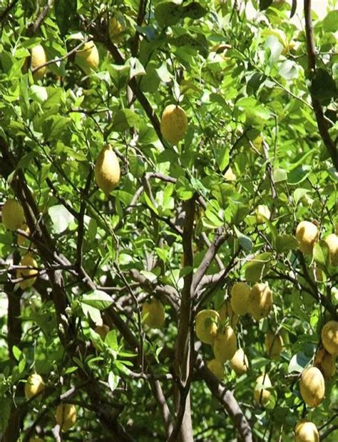 આ 3 રૂપિયાની વસ્તુના છે ચમત્કારિક ફાયદા ખાસ જાણો તેના વિશે