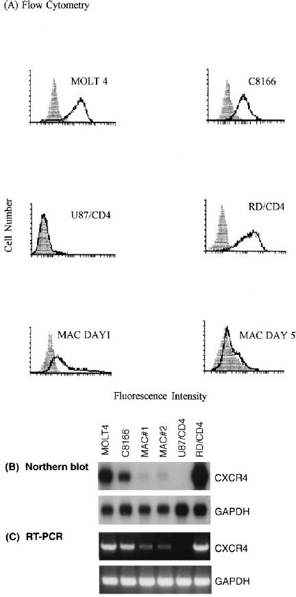 Detection Of Cxcr4 Cell Surface Glycoprotein And Mrna A Flu