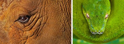 Photographer Frans Lanting Modiv