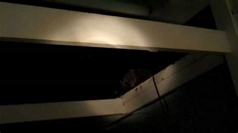 Raccoons Having Sex On My Roof Youtube