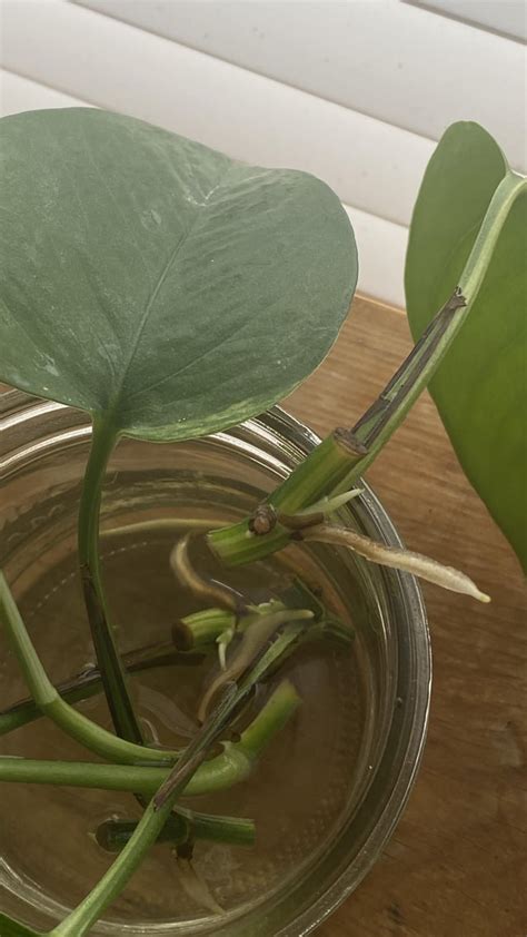 Propagating Pothos Rhouseplants