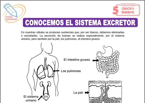 Sistema Excretor Humano Para Quinto De Primaria Escue Vrogue Co