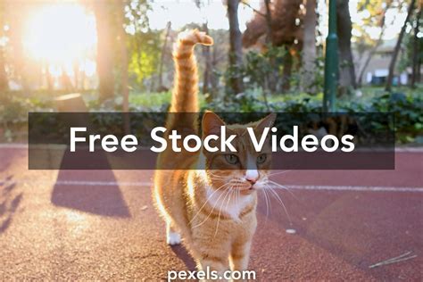 Angry Mop Videos Download The Best Free 4k Stock Video Footage And Angry Mop Hd Video Clips