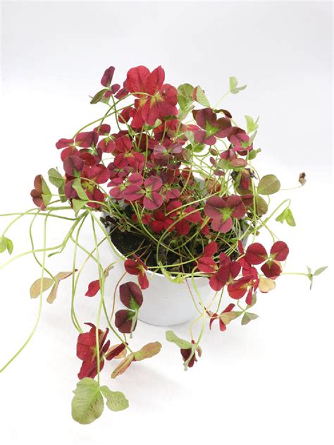 Trifolium Repens Giardino Carnivoro