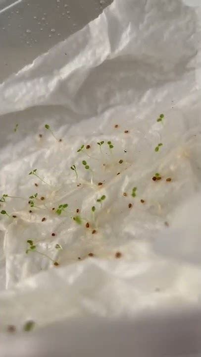 🌱 Germinating Strawberry In Tissue Transplanting Soon Shorts Short