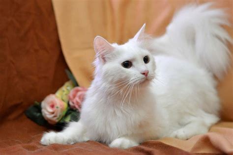 Кошки Ангорской Породы Фото Telegraph