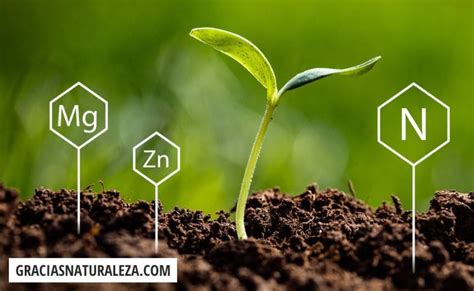 Importancia Del Potasio En Las Plantas ¿déficit O Exceso