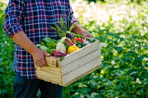 신선한 생 야채로 가득 나무 상자를 들고 농부 남자 수확 개념 가을에 대한 스톡 사진 및 기타 이미지 가을 건강한 생활방식 건강한 식생활 Istock