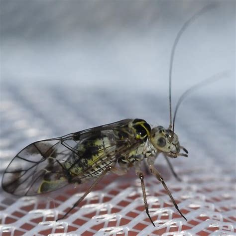 Psocid Metylophorus Novaescotiae Bugguide