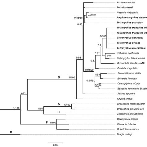 Bayesian Inference Phylogeny Of Wolbachia Based On The Concatenated