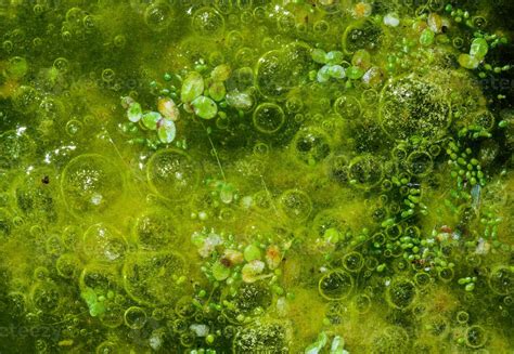 Freshwater Algae Spirogyra Release Oxygen Into The Air Oxygen