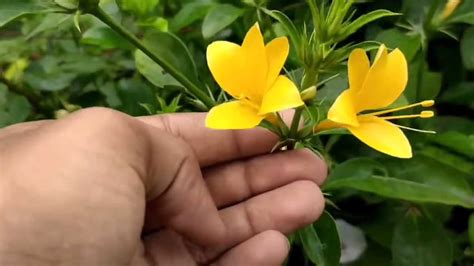 Mulla Gorinta Plant ఈ మొక్క మ‌న చుట్టూనే ఉంటుంది ల‌క్ష‌లు ఖ‌ర్చు చేసినా న‌యం కాని రోగాల‌ను త