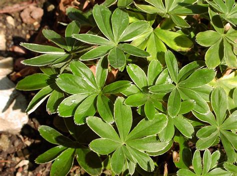 За многогодишните цветя в гроба какви цветя могат да бъдат засадени на гробище