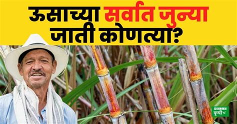 Sugarcane Farming ऊस लागवडीसाठी वापरल्या जाणाऱ्या सर्वात जुन्या जाती