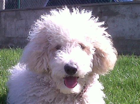 Diva Lopez Rizando El Rizo Perrodeaguas Veterinario Veterinario Es