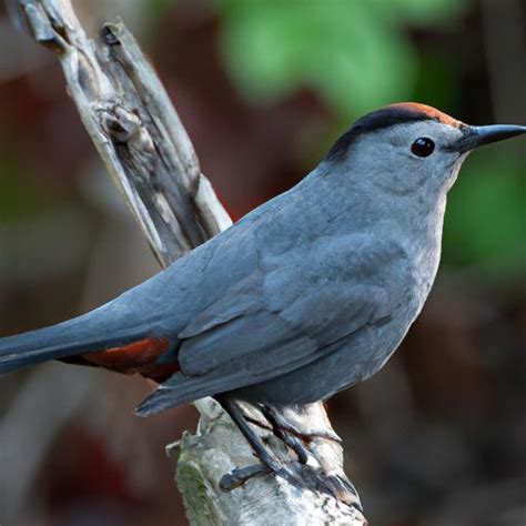 Gray Catbird A Fascinating Songbird
