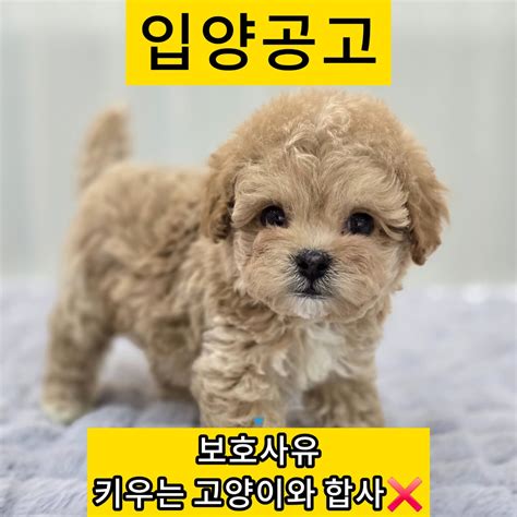 다온 입양센터 🩵 강아지무료분양 고양이무료분양 강아지무료파양 고양이무료파양 강아지무료입양 고양이무료입양 입양 고맙습니다