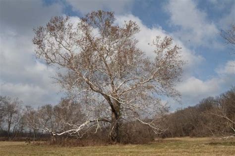 Tree Skeletons The Land Of Moo