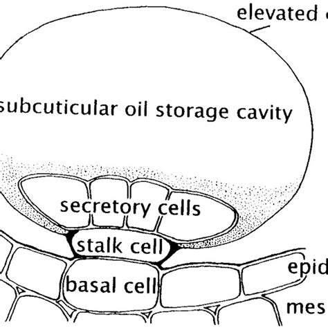 Schematic Diagram Of A Peppermint Leaf Peltate Glandular Trichome