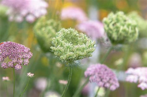 Flowering Daucus Carota Purple Kisses Photograph By Jenny Rainbow Pixels