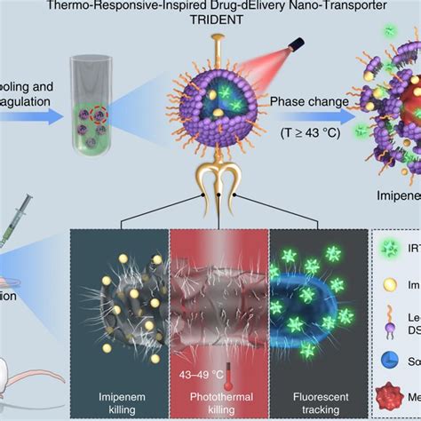 Near Infrared Nir Activated Trident For Antibiotic Resistant Bacteria Download Scientific
