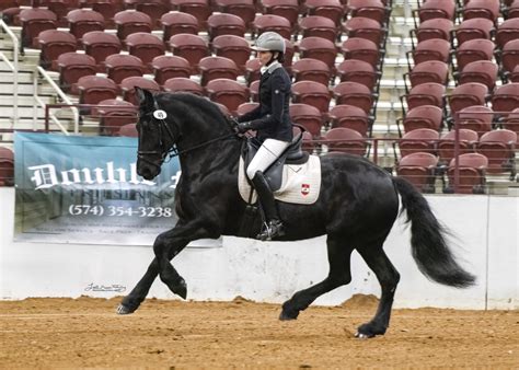 Lotte — Boonstra Friesians