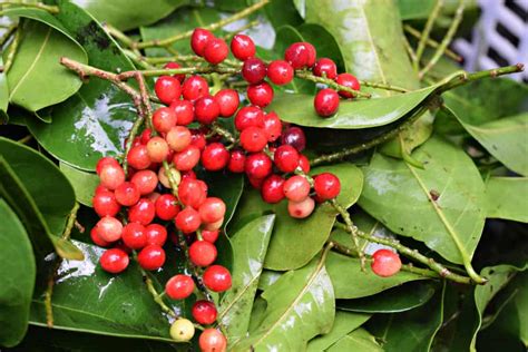 Benefits Of Bignay What You Need To Know About This Wonder Fruit