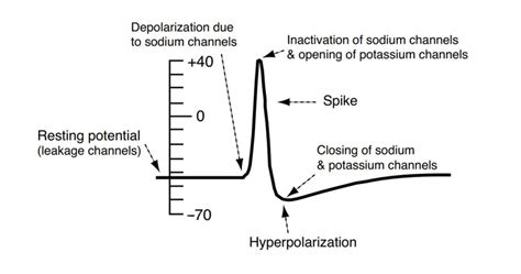 Typical Form Of An Action Potential Picture Cited From Hodgkin