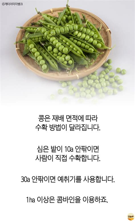 콩 수확 시 이건 꼭 주의하세요 네이버 포스트