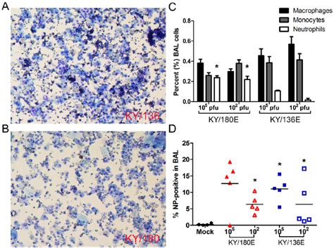 Cells Within Bronchial Lavage Fluid Of Mice Infected With Ky 136 Or