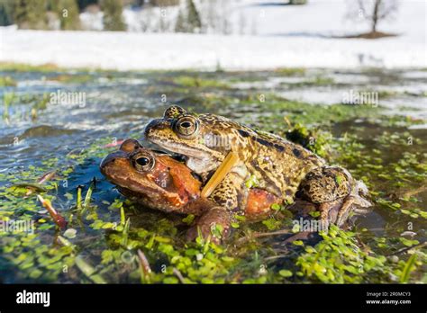 Toads migrate across the snow in Oberallgäu to their spawning grounds