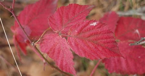 How To Identify Trees With Dark Red Leaves EHow UK