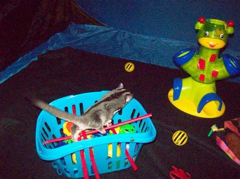 Gliderpedia Questionwhat Kind Of Toys Can I Buy