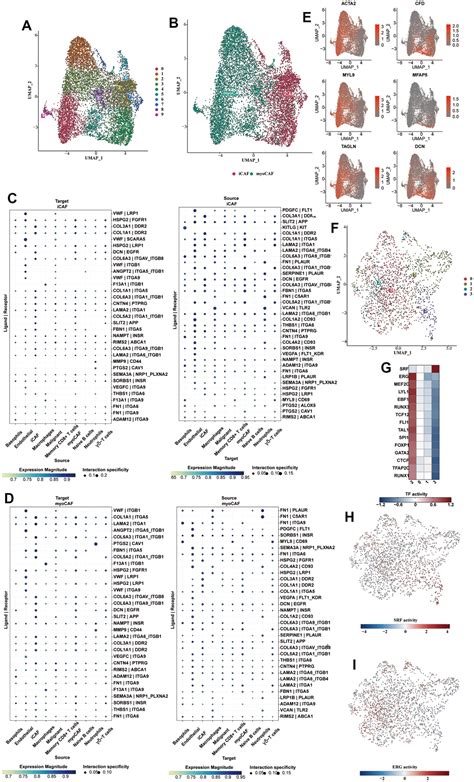 Collaborating Single Cell And Bulk Rna Sequencing For Comprehensive Characterization Of The