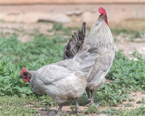 Lavender Orpington Chicken Breed What You Need To Know