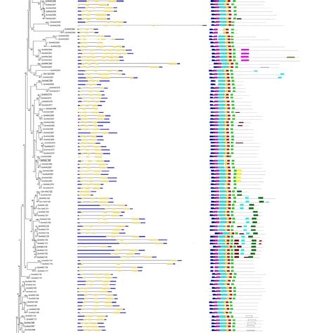 Phylogenetic Analysis Of Nac Proteins From Arabidopsis Rice And