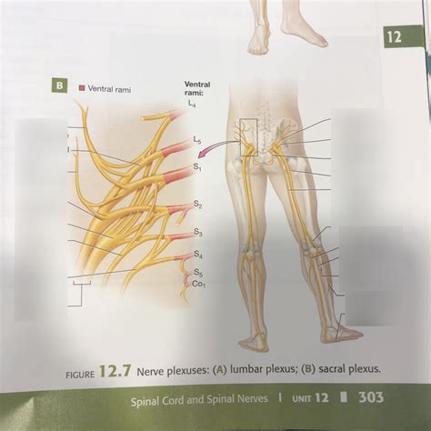 Sacral Plexus Diagram Quizlet
