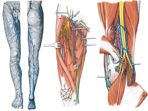 Schaubild Anatomie Der Unteren Extermitaet Teil 1 Quizlet