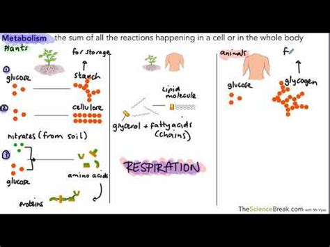 Metabolism For AQA 9 1 GCSE Biology And Trilogy Combined Science