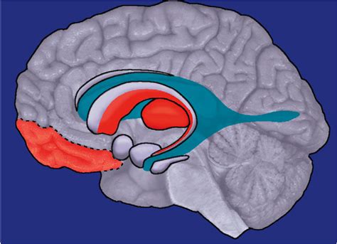 Cingulate Cortex Ocd