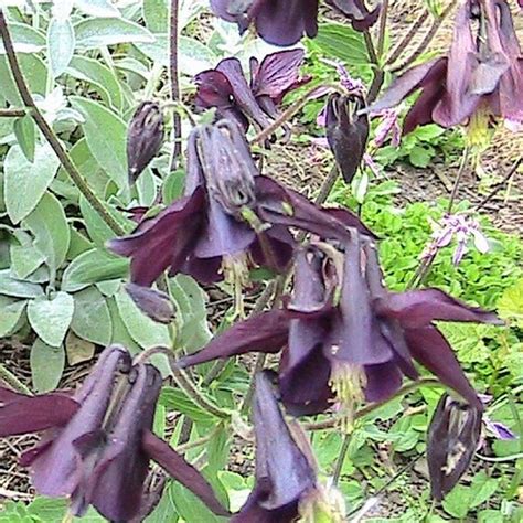 Red Hosta Seeds Etsy