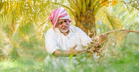 مزارع سعودي خليجي يقوم بحصاد و التقاط التمور، مهنة تراثية ، الموسم