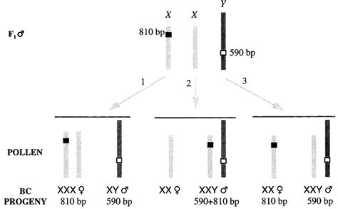Model For The Segregation Of X And Y Chromosome Markers During Pollen