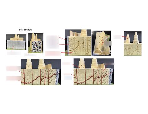 Bone Structure Diagram Quizlet