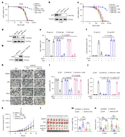 Nature Cell Biology 肠道细菌代谢物通过抑制铁死亡来促进结直肠癌肿瘤细胞氨基酸代谢非靶向代谢脂质多组学代谢流