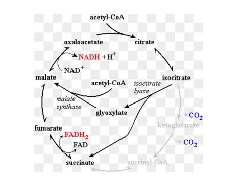 Tca Cycle And Glyoxylate Cycle