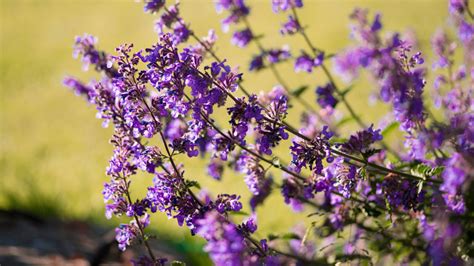 15 Plants That Thrive In Sandy Soil