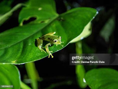Emerald Glass Frog Photos And Premium High Res Pictures Getty Images